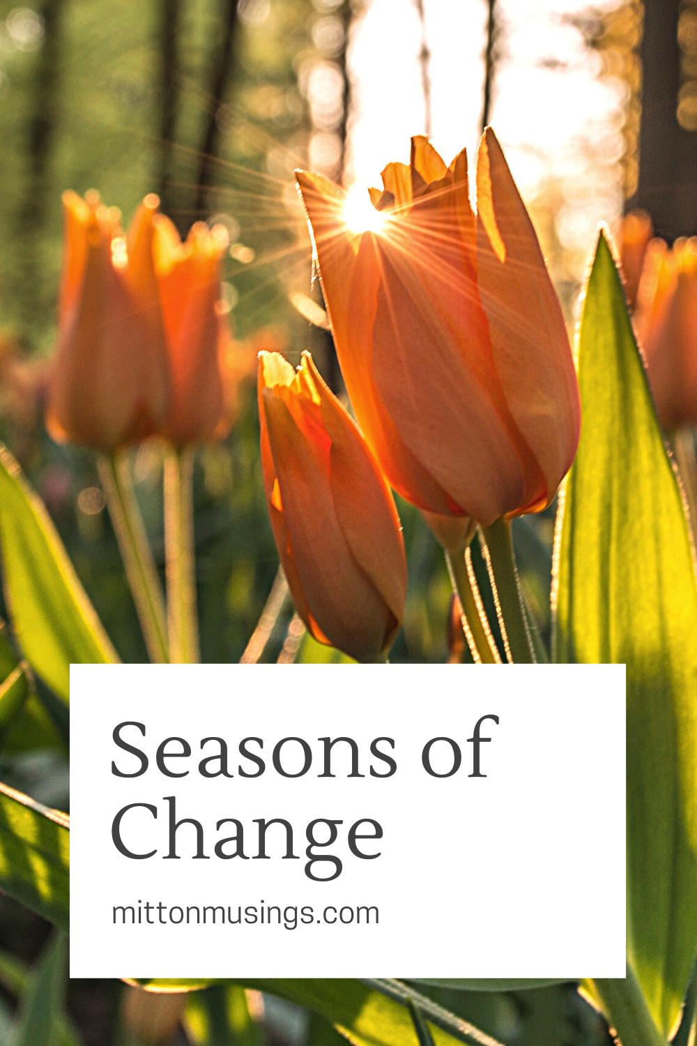 Seasons of Change | mittonmusings