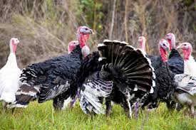 Turkey Coma | mittonmusings