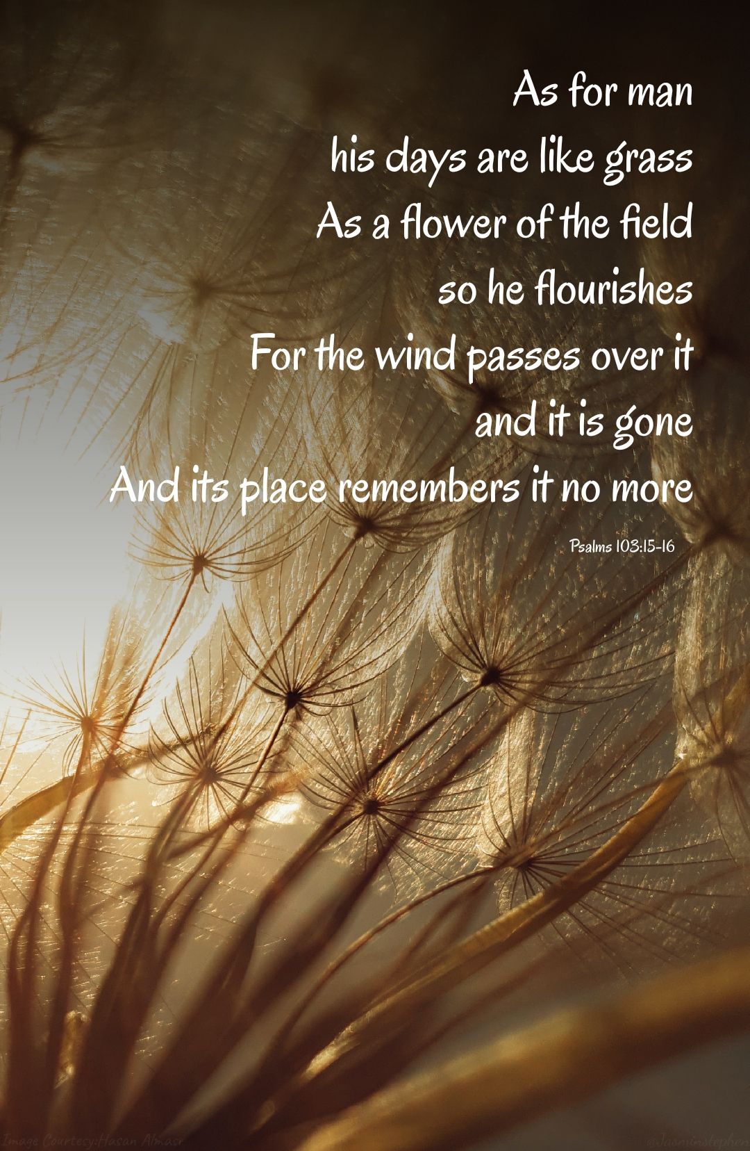 Embrace Dandelions: Life Lessons from Nature | mittonmusings