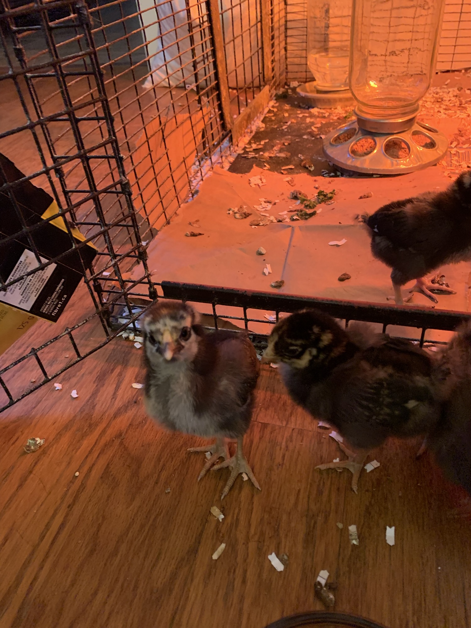 Understanding Chicken Integration: A Beginner’s Guide (or Not ...